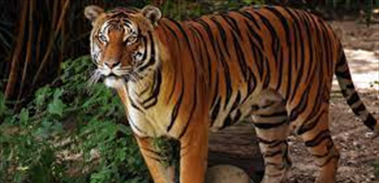 النمر... اليكم بعض المعلومات الجديدة عنه