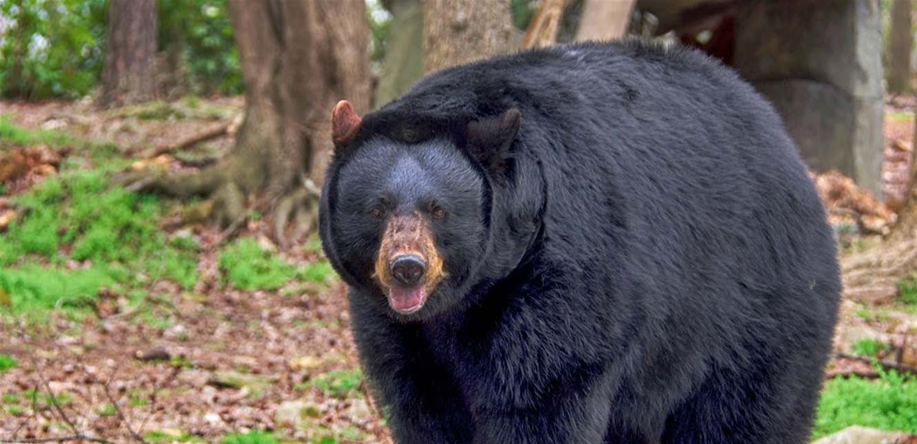 دب انقض على سائح في إيطاليا... وهذه حالته الصحيّة!