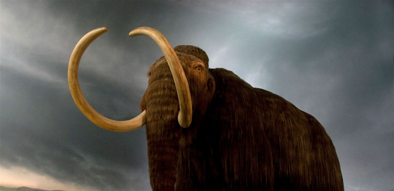 انقراض "الماموث".. اكتشافٌ جديد قد يفكّ اللغز!